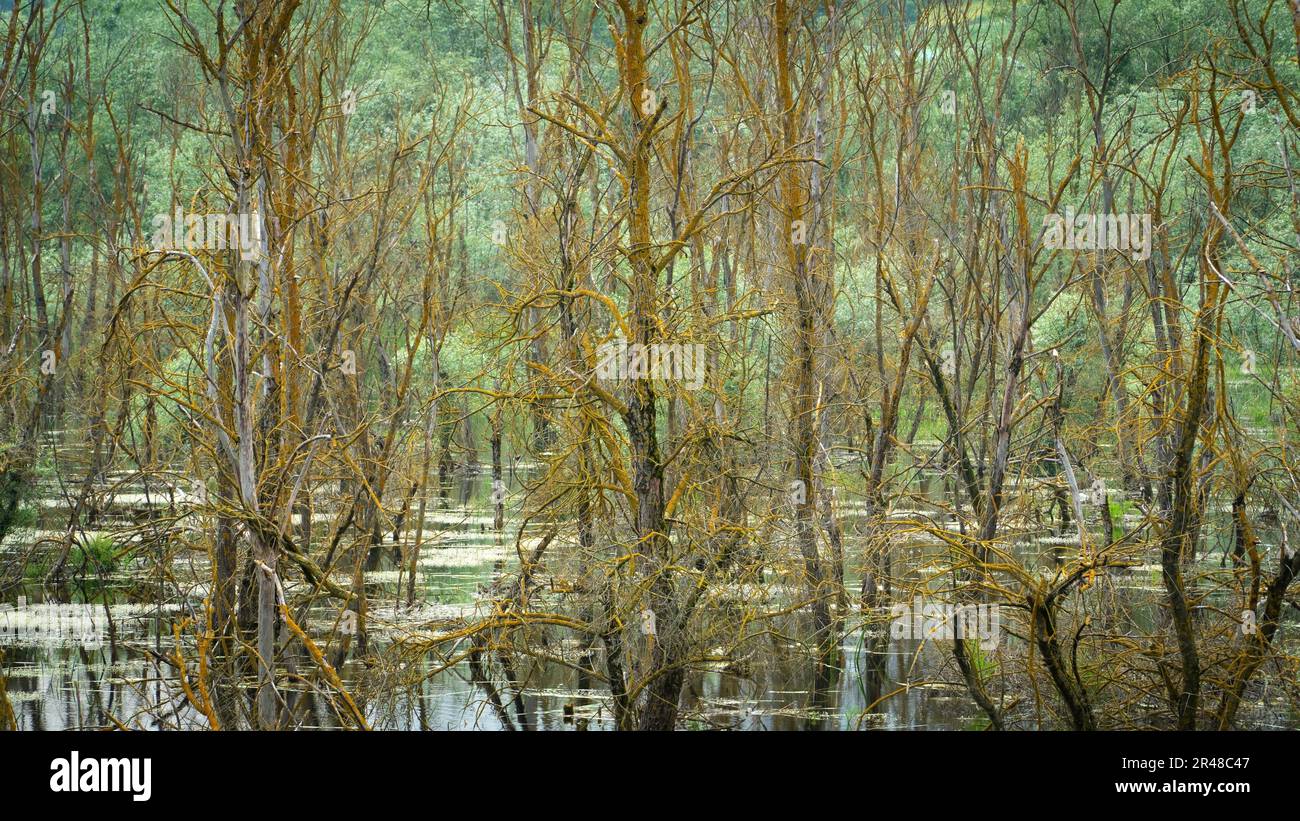 Misty forest landscape. Dead trees and swamp in a spooky forest ...