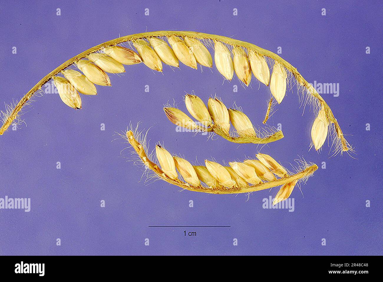 Urochloa brizantha seeds 2 Stock Photo - Alamy