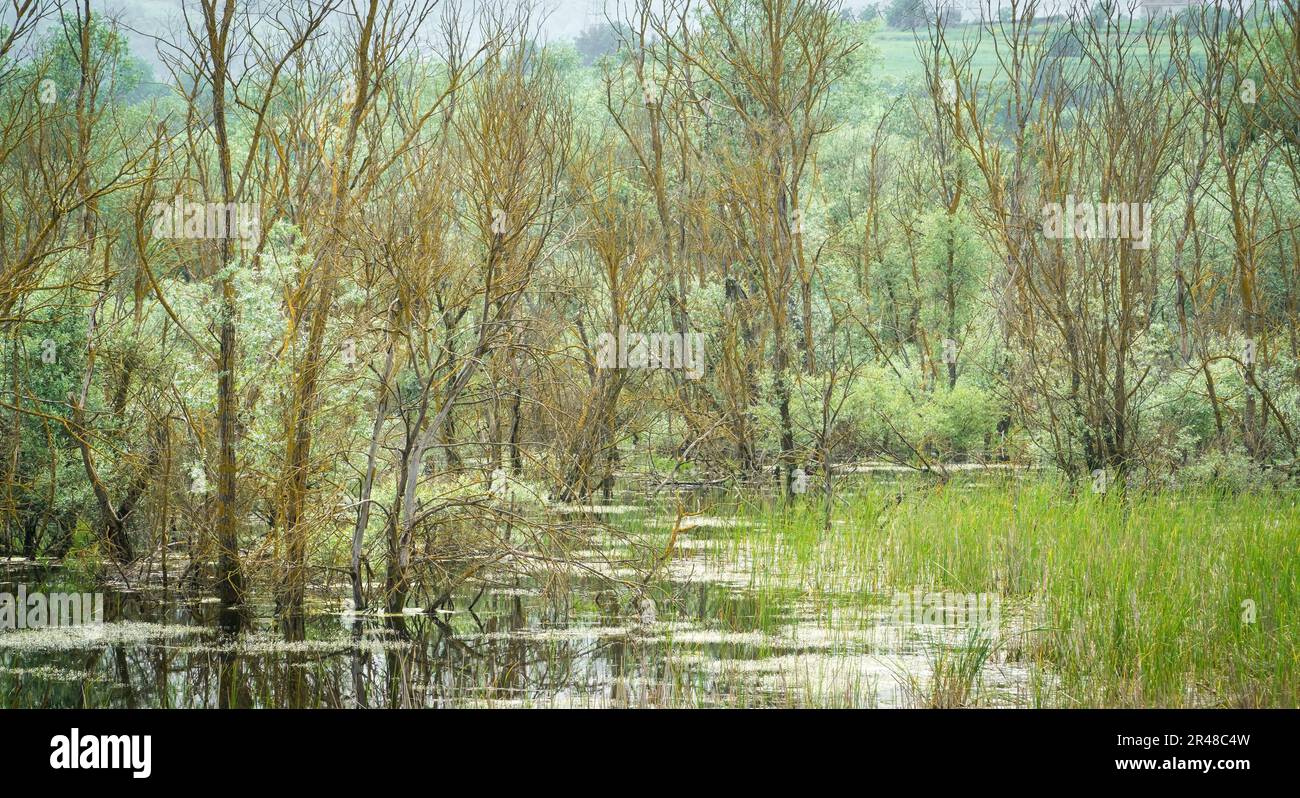 Misty forest landscape. Dead trees and swamp in a spooky forest ...