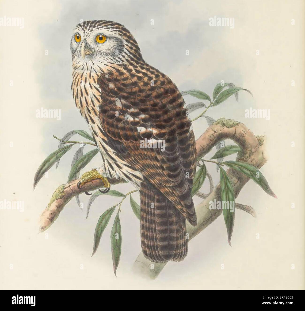 Uroglaux dimorpha hi-res stock photography and images - Alamy