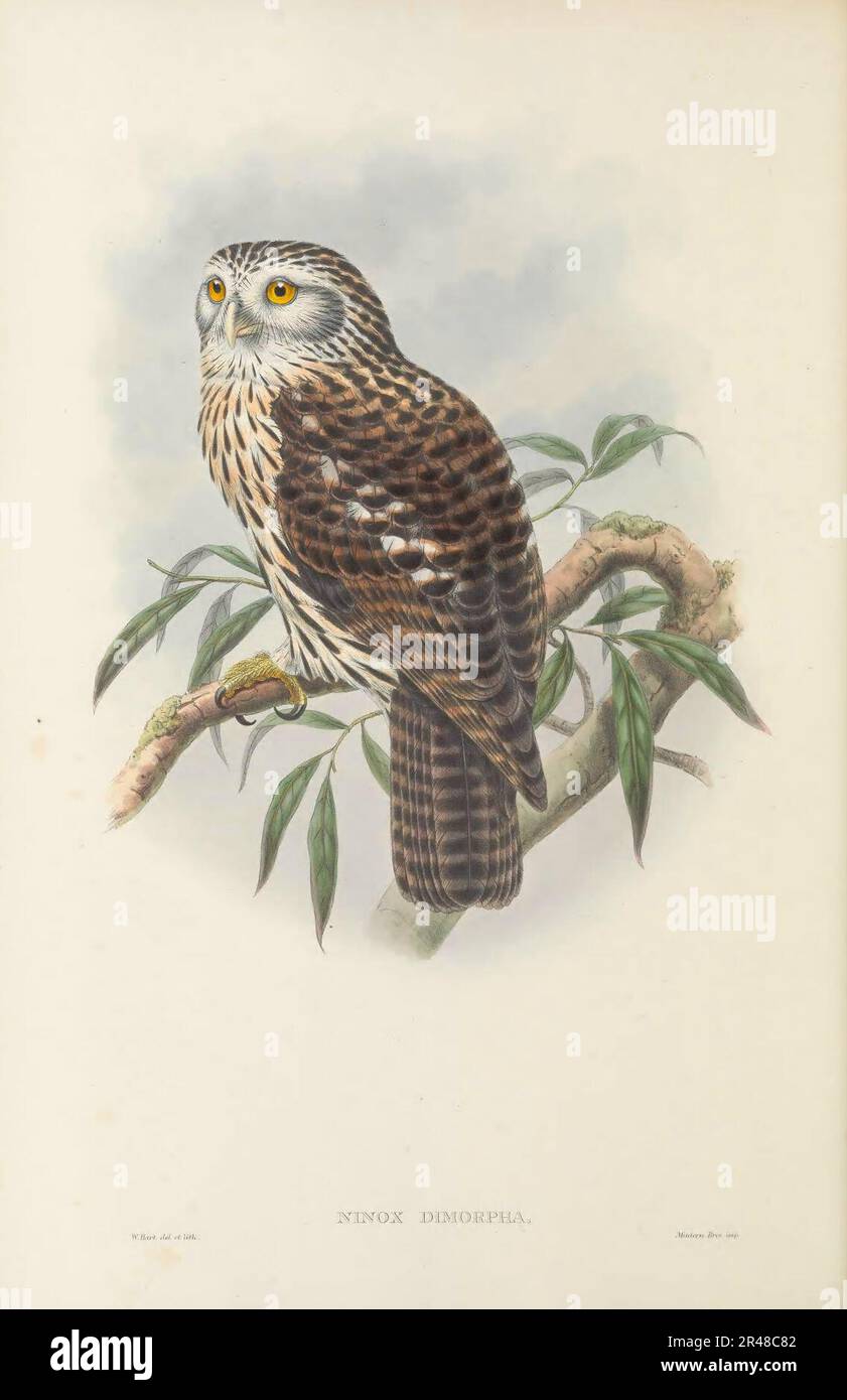 Uroglaux dimorpha hi-res stock photography and images - Alamy