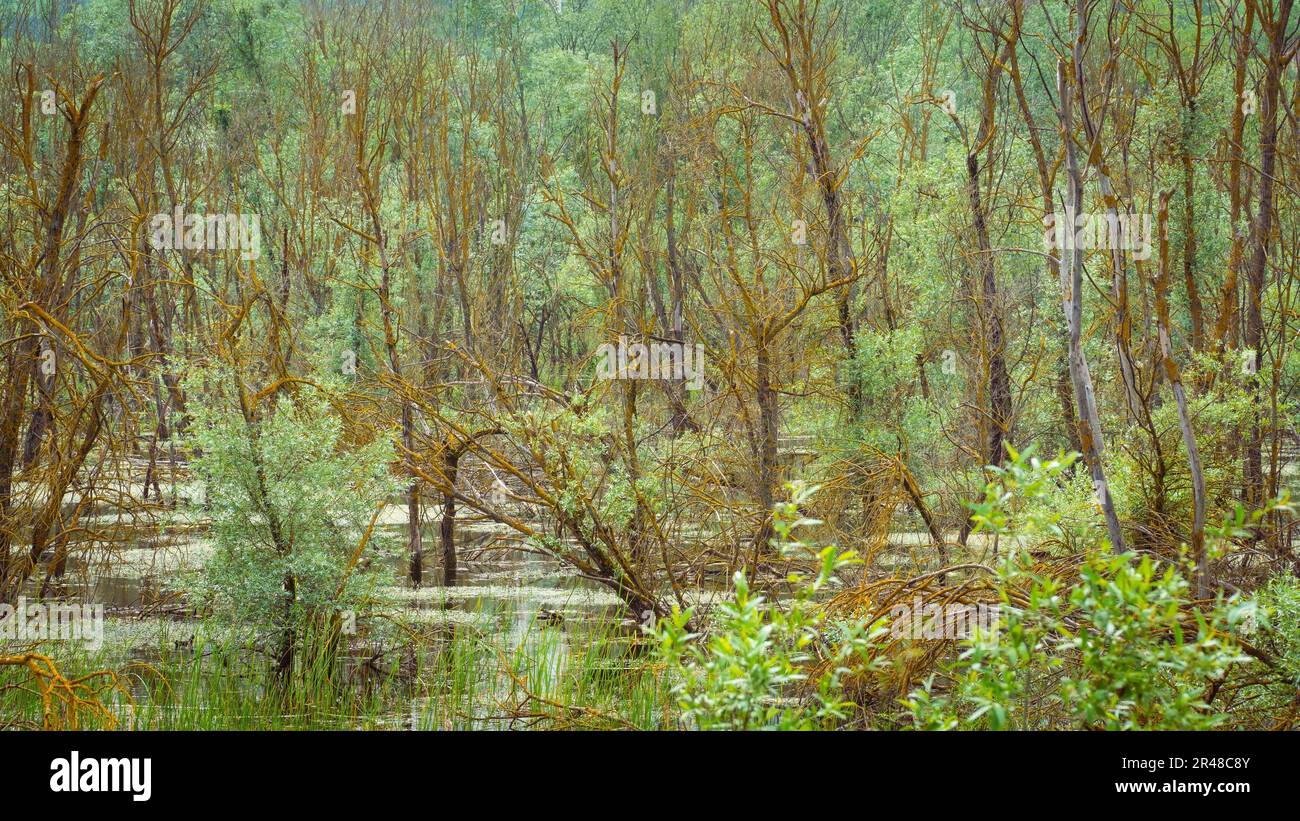 Misty forest landscape. Dead trees and swamp in a spooky forest ...