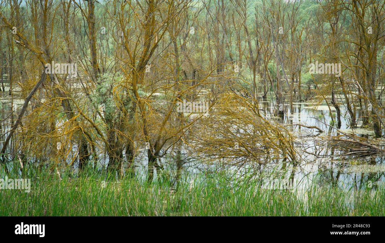 Misty forest landscape. Dead trees and swamp in a spooky forest ...