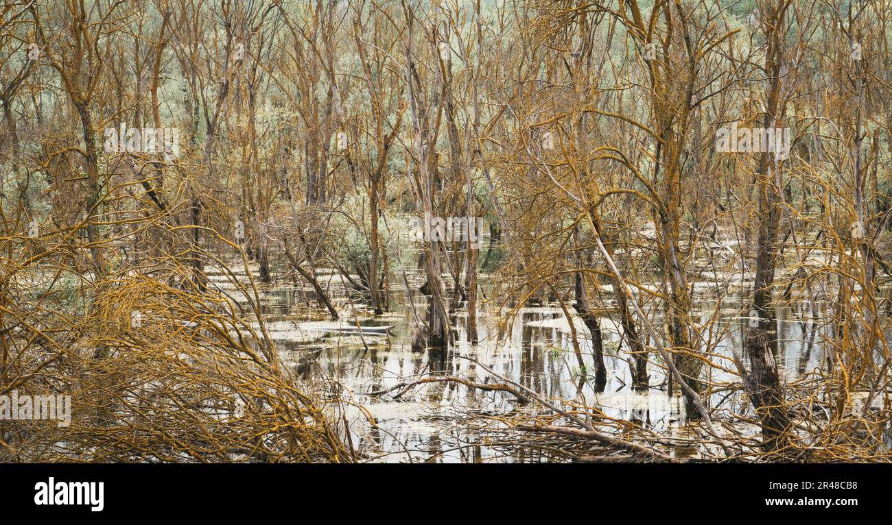 Misty forest landscape. Dead trees and swamp in a spooky forest ...