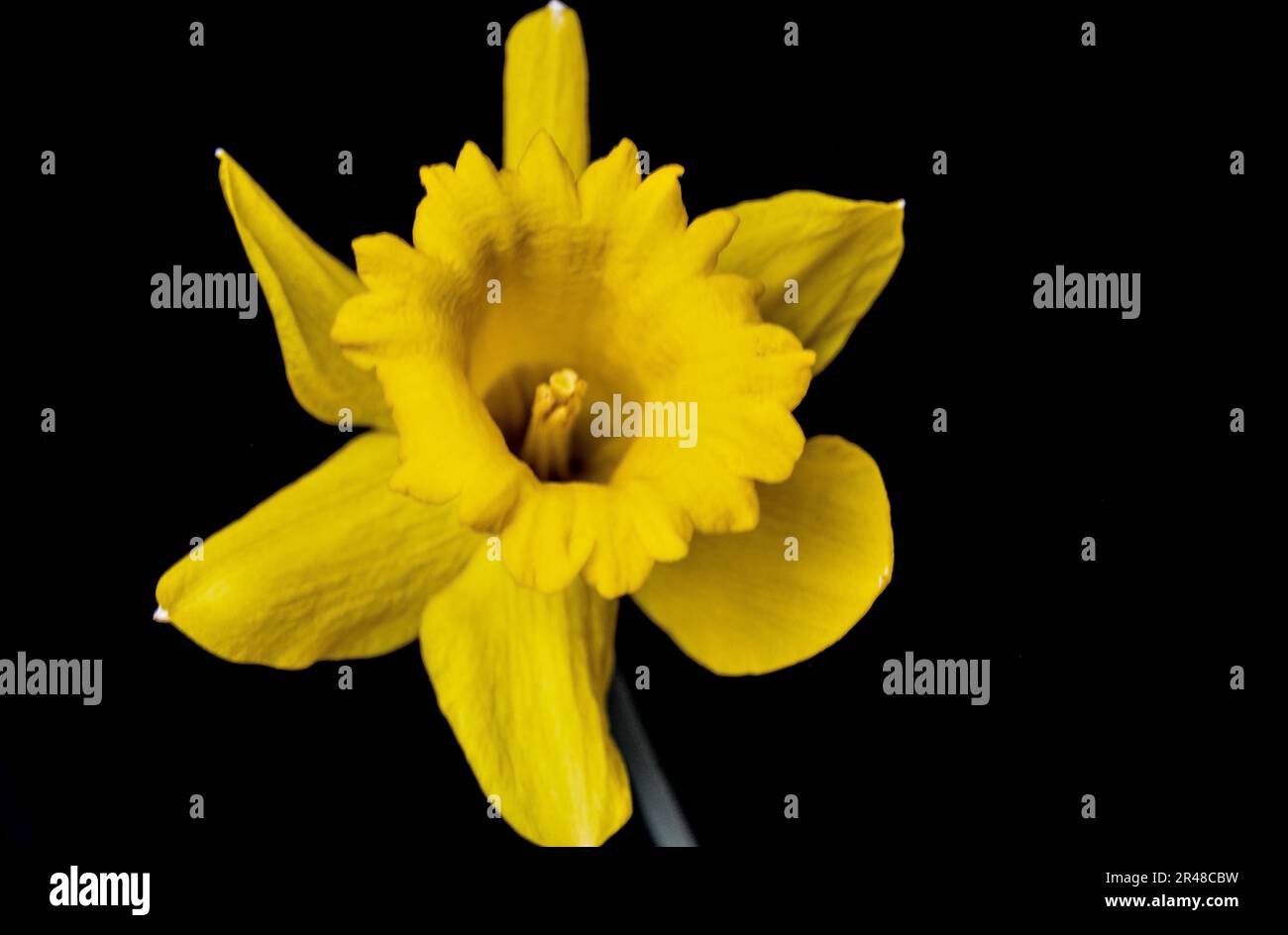 A vibrant daffodil flower in a springtime landscape, its petals ...