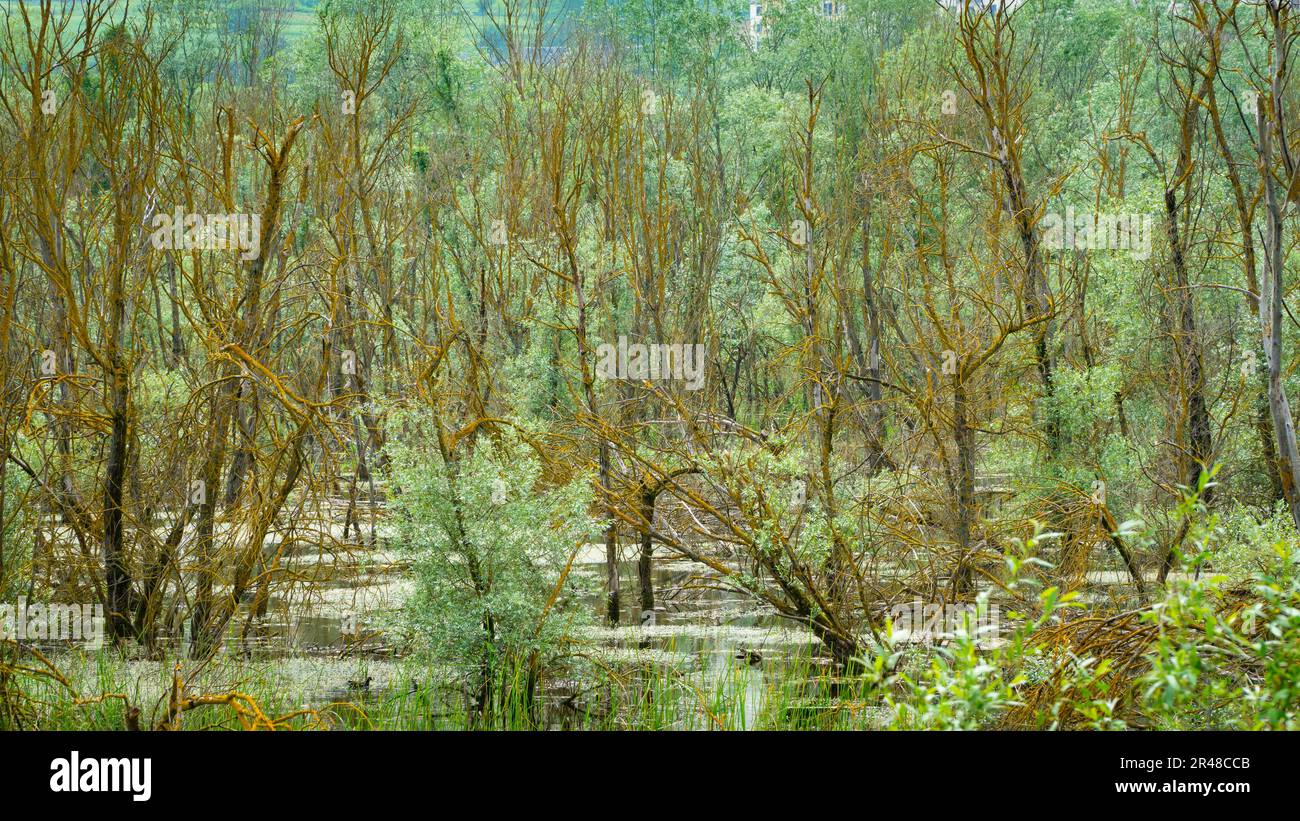 Misty forest landscape. Dead trees and swamp in a spooky forest ...