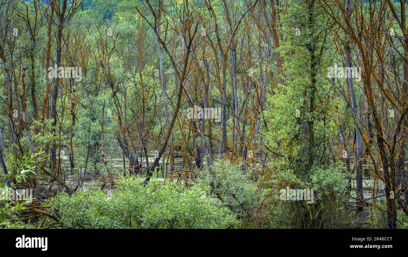 Misty forest landscape. Dead trees and swamp in a spooky forest ...