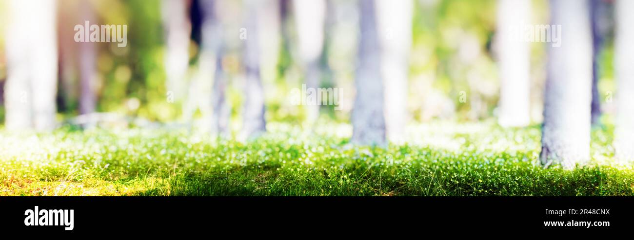 Beautiful green landscape panorama. Forest nature background Stock ...