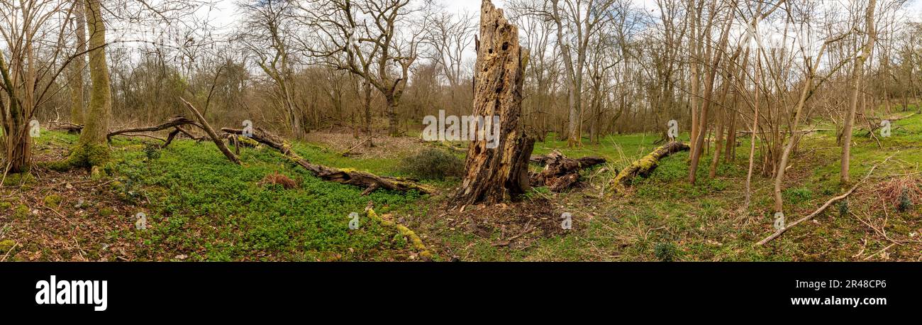 Panoramic woodland clearing landscape in spring with decaying tree at ...