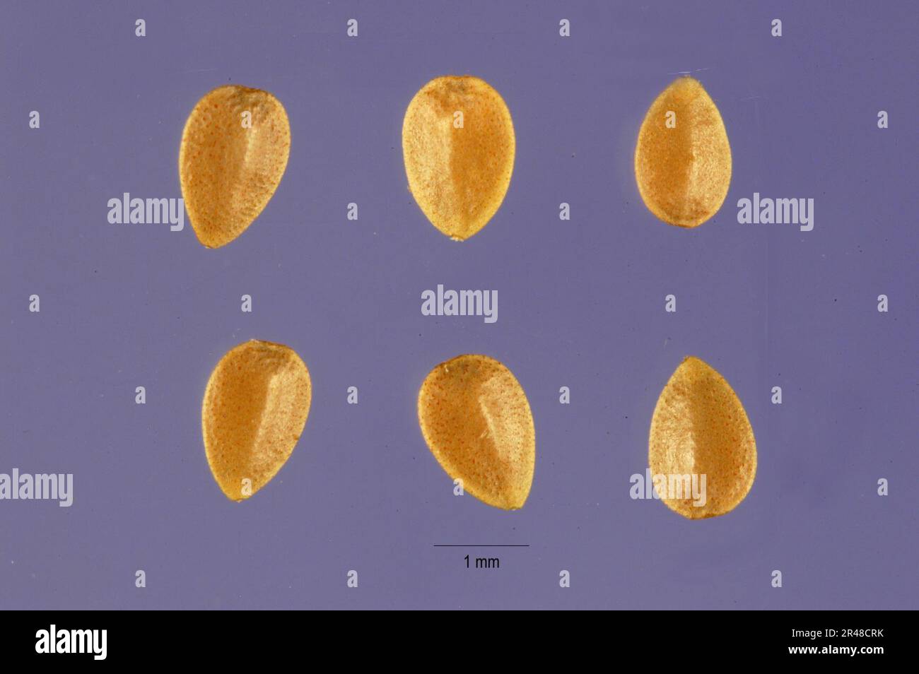 Urtica urens seeds urur 002 php Stock Photo - Alamy