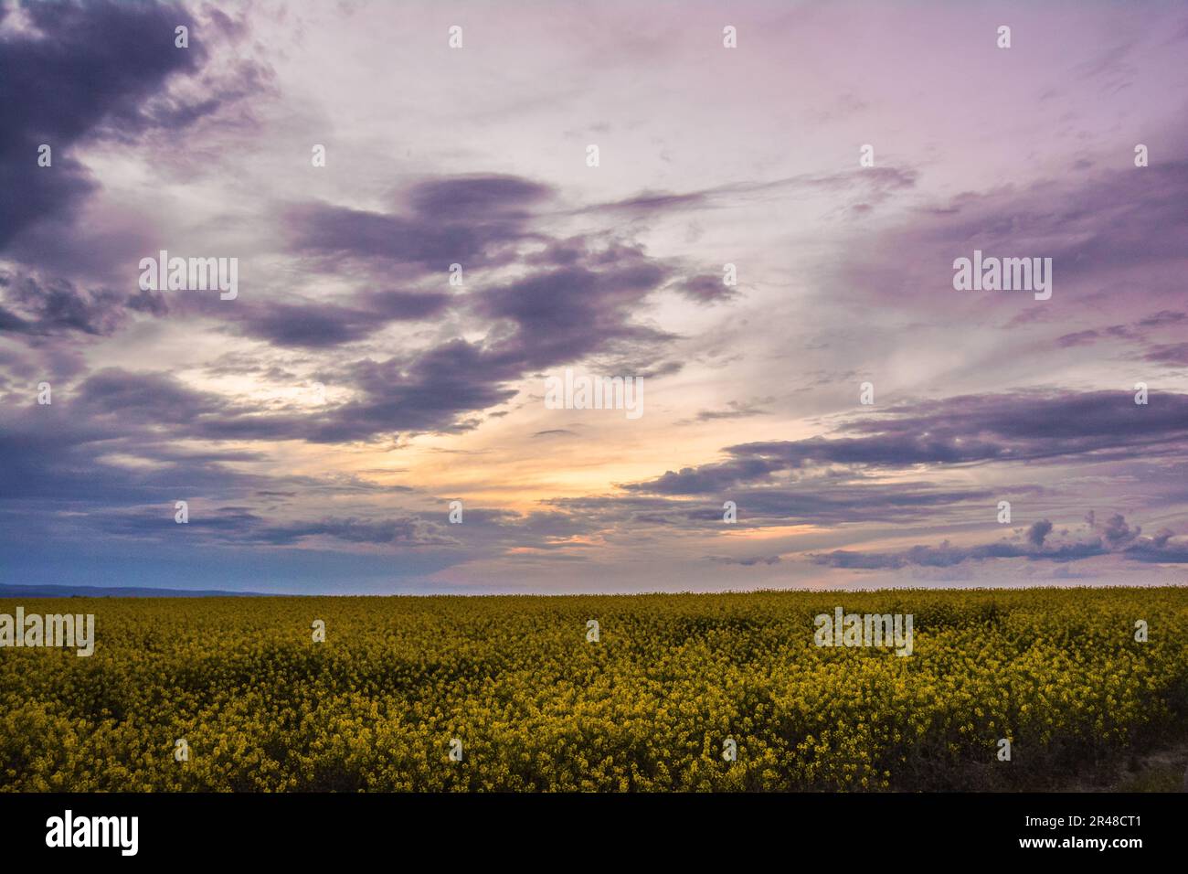 A beautiful landscape featuring an open field of vibrant flowers ...