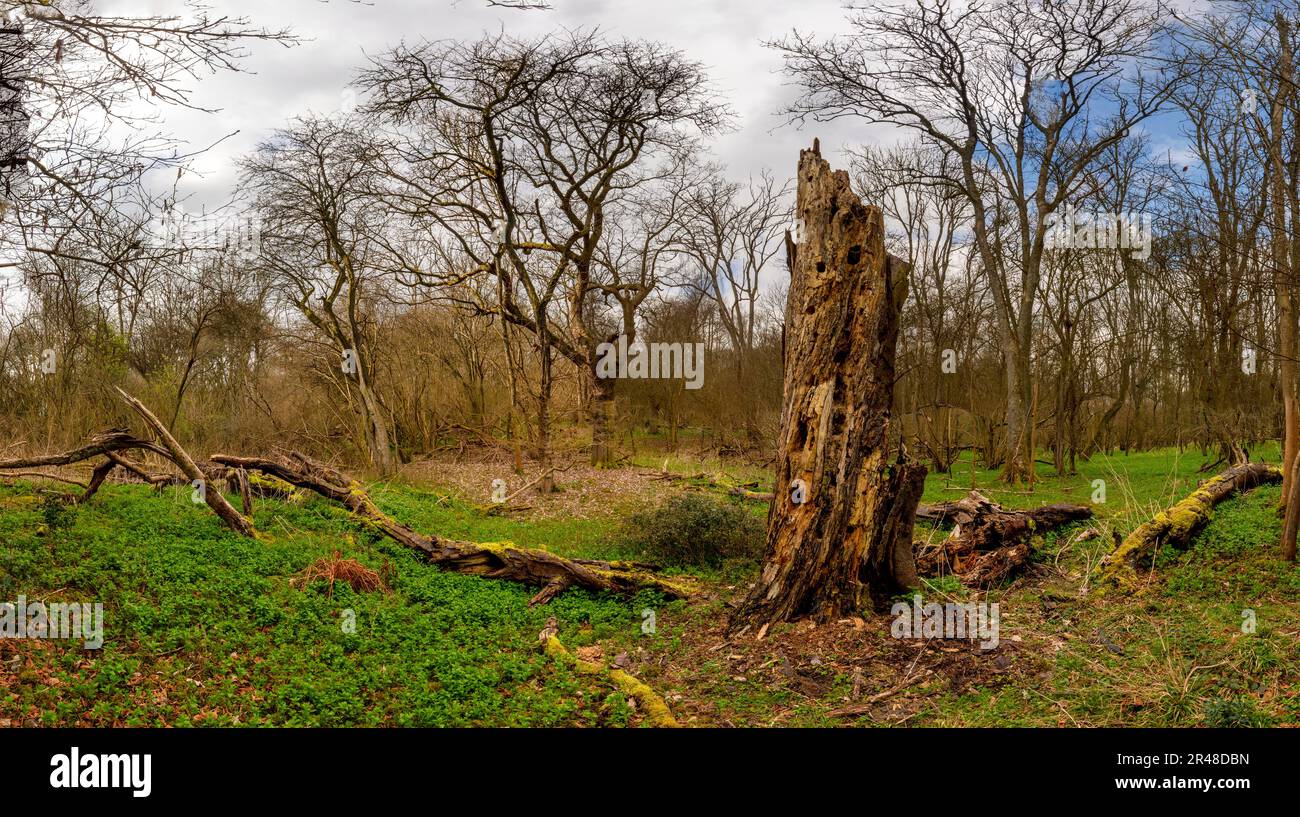 Panoramic woodland clearing landscape in spring with decaying tree at ...