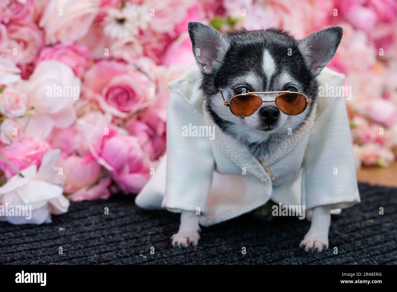 Bogie, a Chihuahua, models a creation by designer Anthony Rubio ...