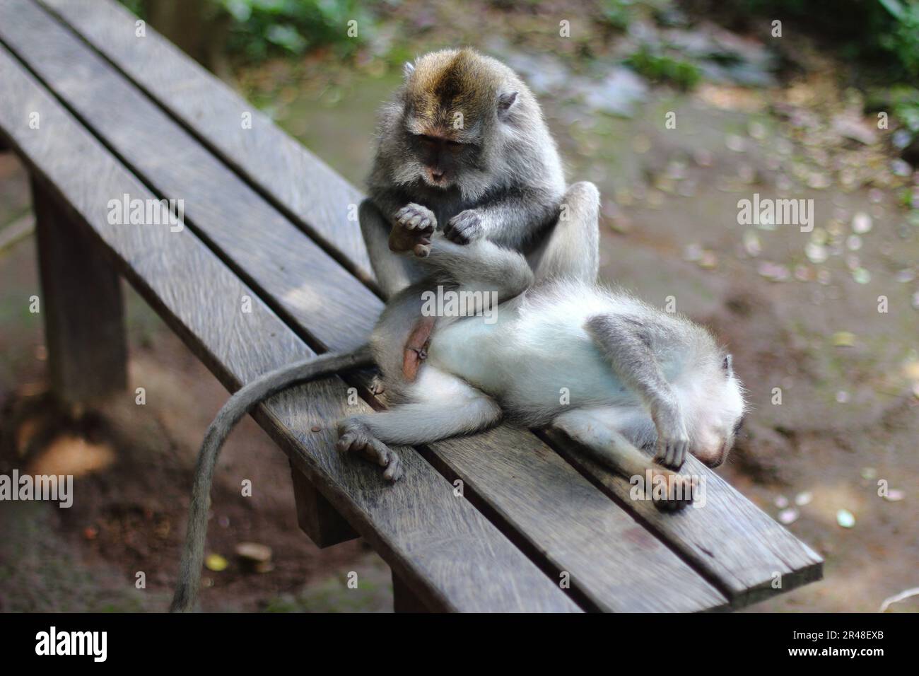 Ubud wildlife exploration hi-res stock photography and images - Alamy