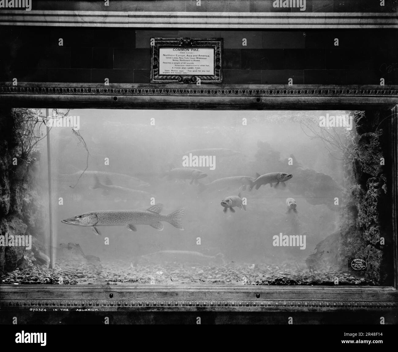 Interior of an aquarium Black and White Stock Photos & Images - Alamy