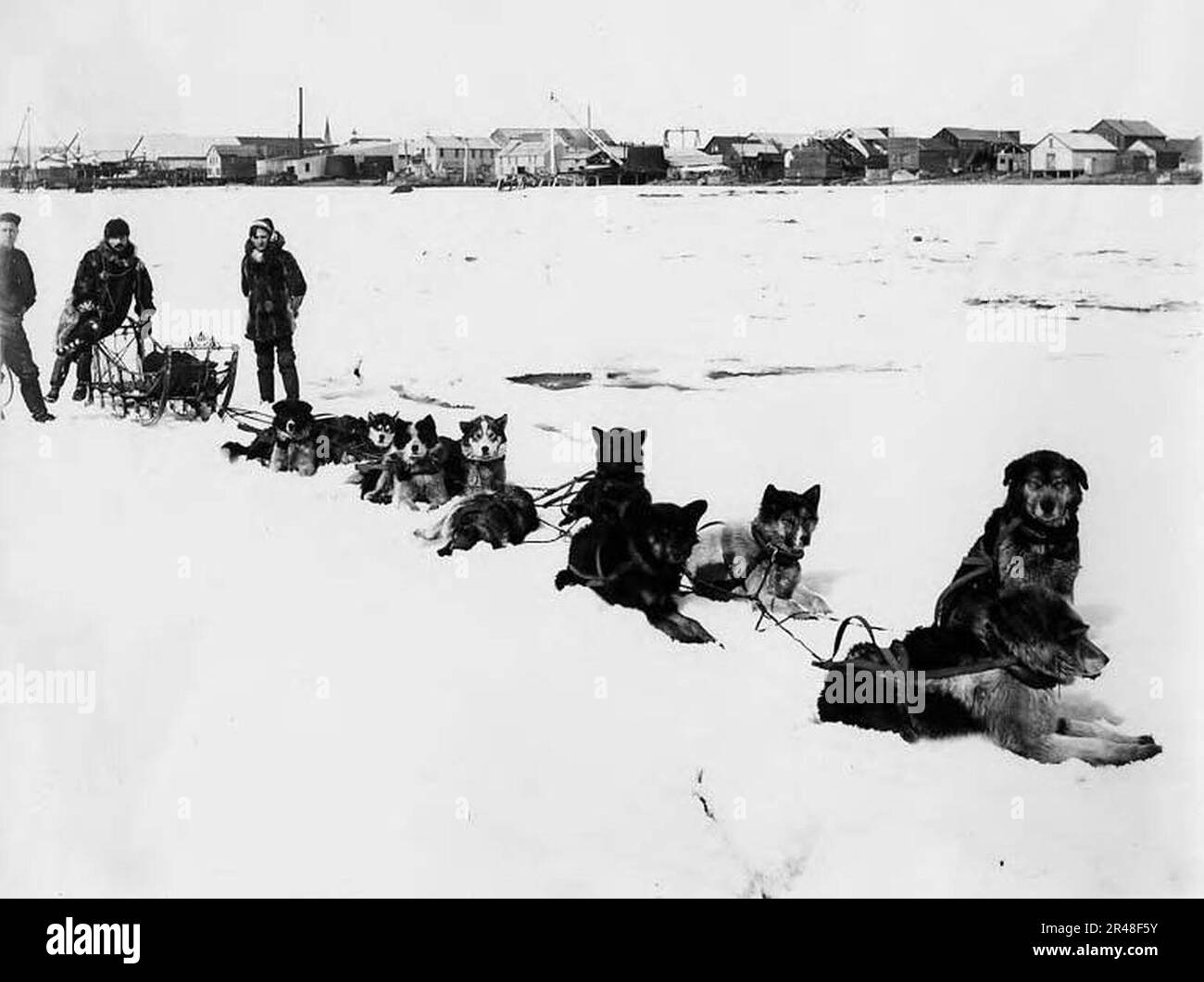 US mail dog sled team resting in snow outside of Nome, Alaska, circa ...