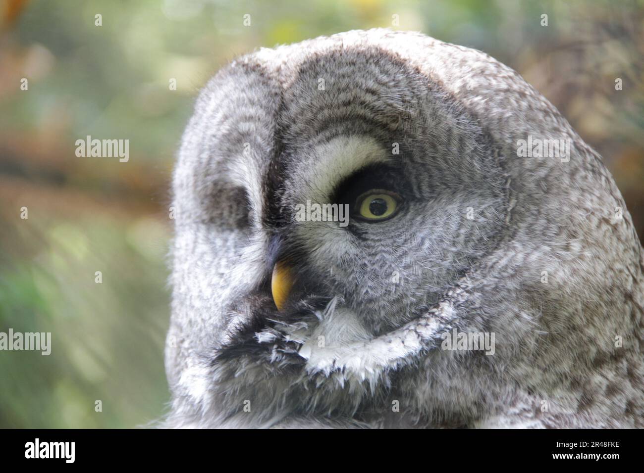 Staring off distance hi-res stock photography and images - Alamy