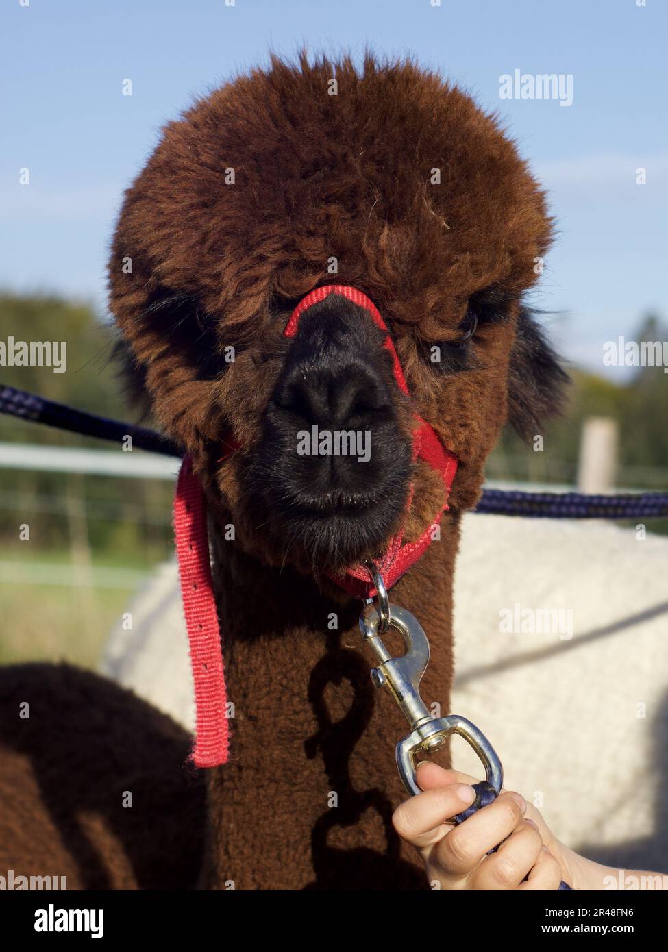 Alpaca wearing harness hi-res stock photography and images - Alamy