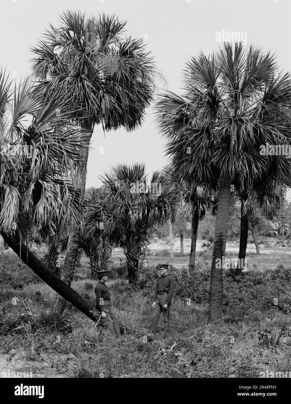 Palmetto georgia Black and White Stock Photos & Images - Alamy
