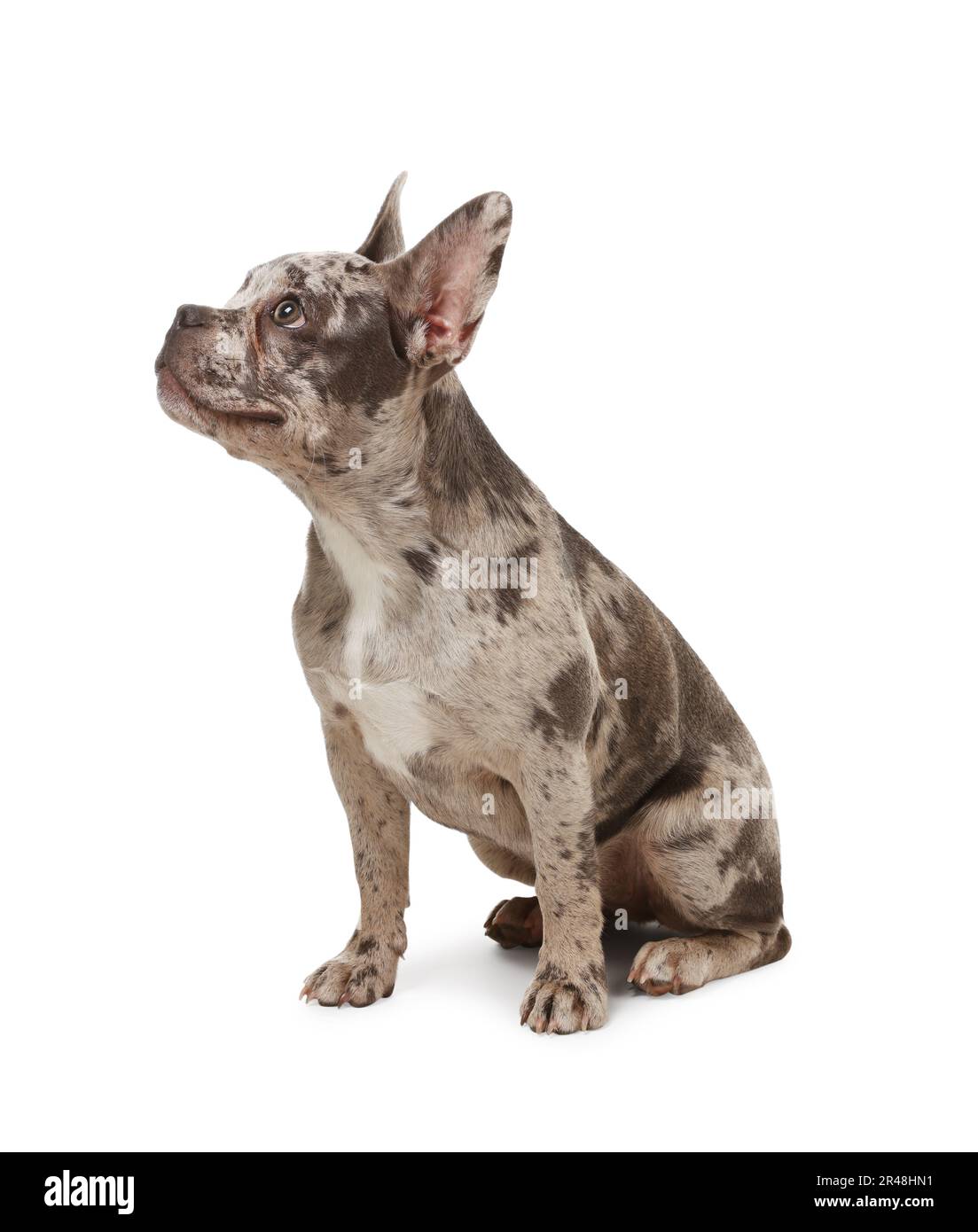 Cute French Bulldog sitting on white background Stock Photo - Alamy