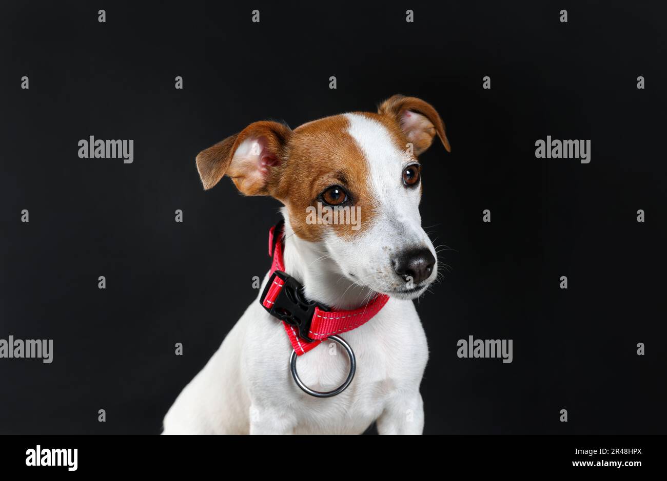 Adorable Jack Russell terrier with collar on black background Stock ...