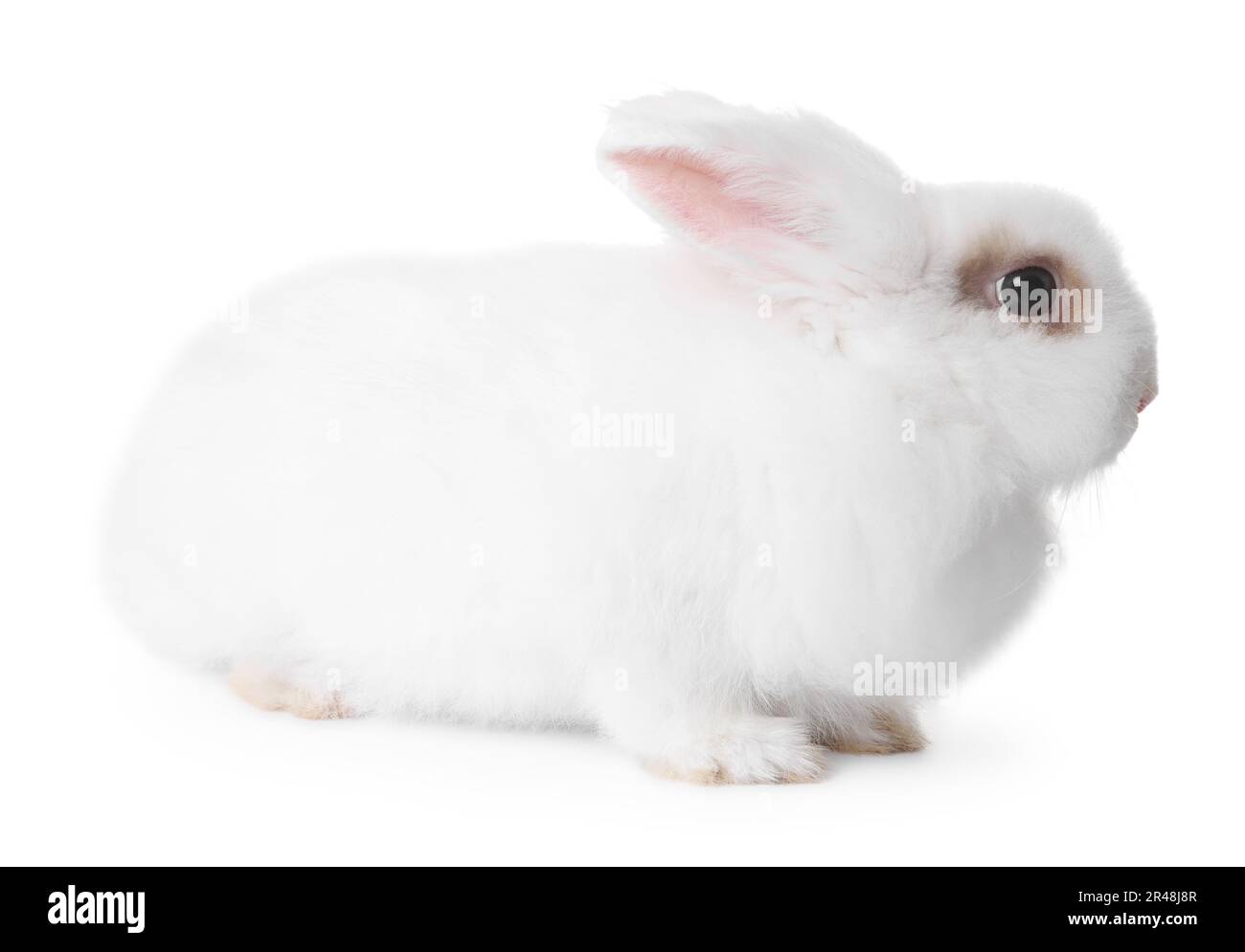 Fluffy rabbit on white background. Cute pet Stock Photo - Alamy