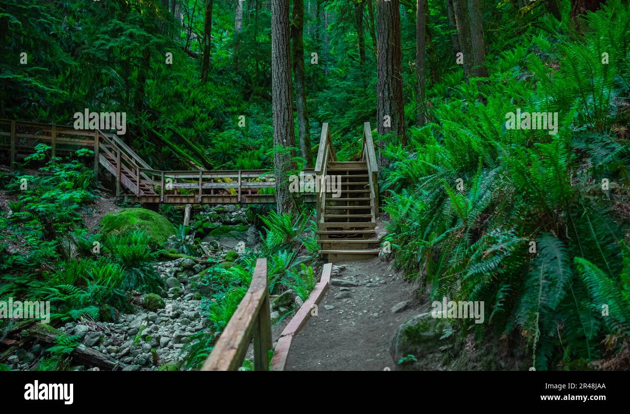 Wooden bridge over a forest river. Wooden boardwalk in the green forest ...