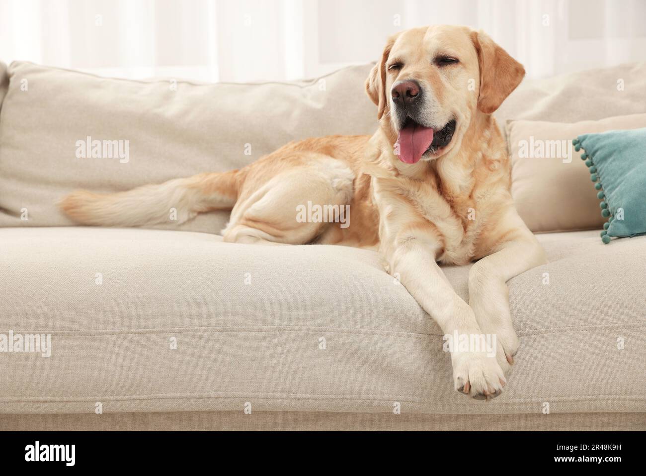 Cute Golden Labrador Retriever on couch in living room Stock Photo - Alamy