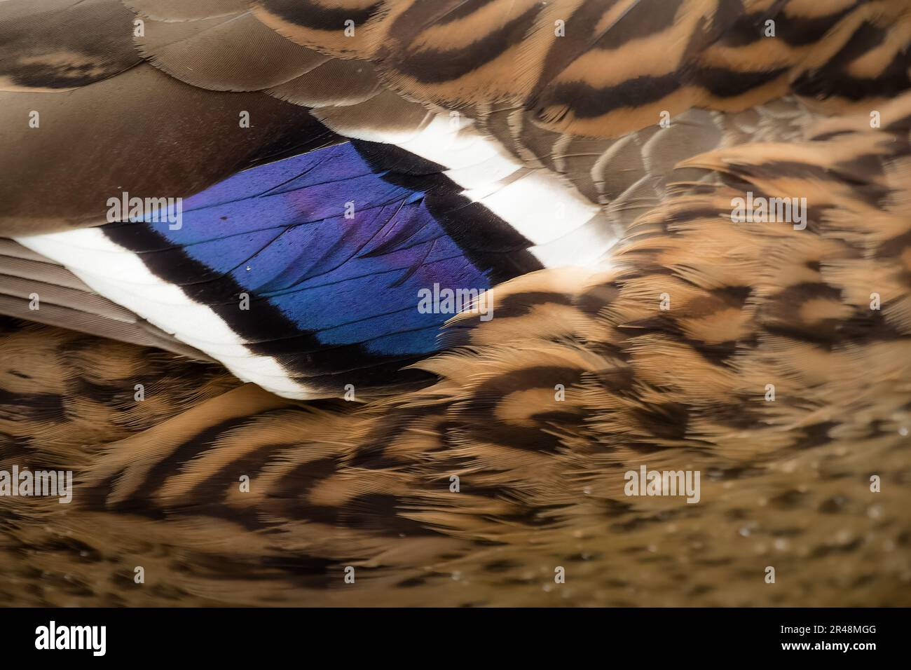 Unique plumage pattern hi-res stock photography and images - Alamy