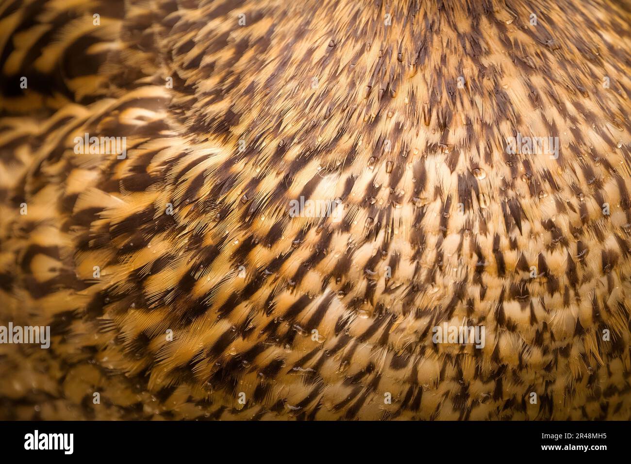 A close-up shot of a bird, showing its beautiful feathery plumage in ...