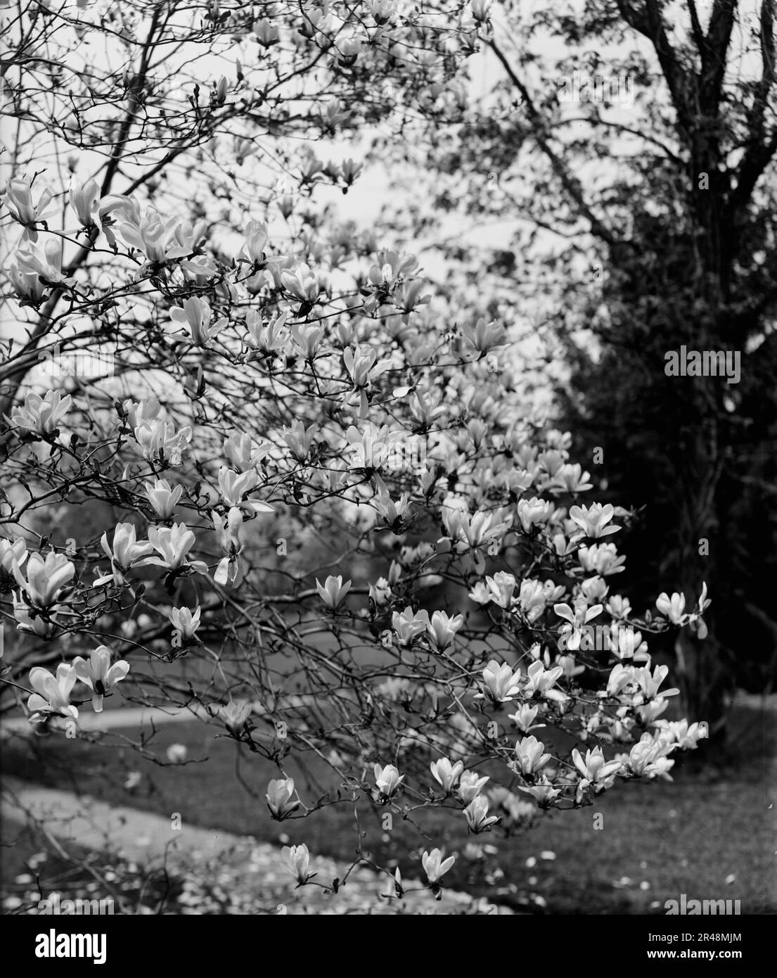 Magnolia blossom flowers in Black and White Stock Photos & Images - Alamy