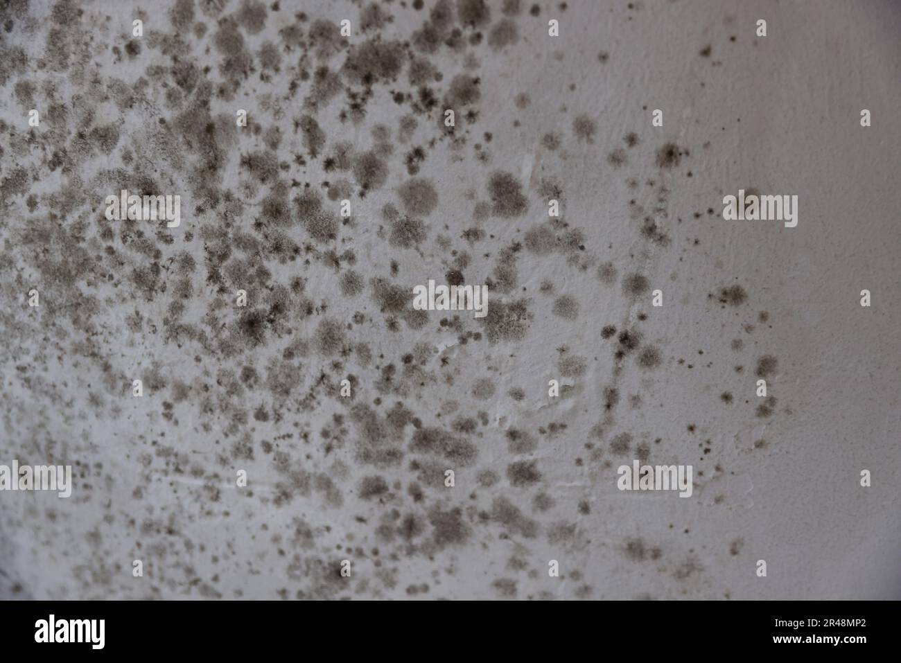 Wall damaged with indoor mold, closeup. Unsanitary environment Stock ...