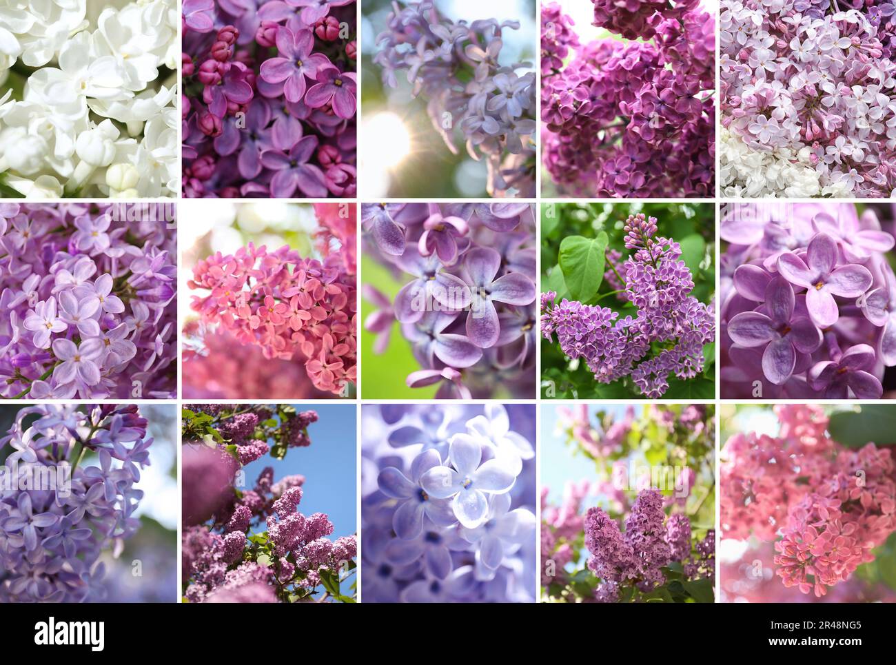 Collage with photos of beautiful lilac flowers Stock Photo - Alamy