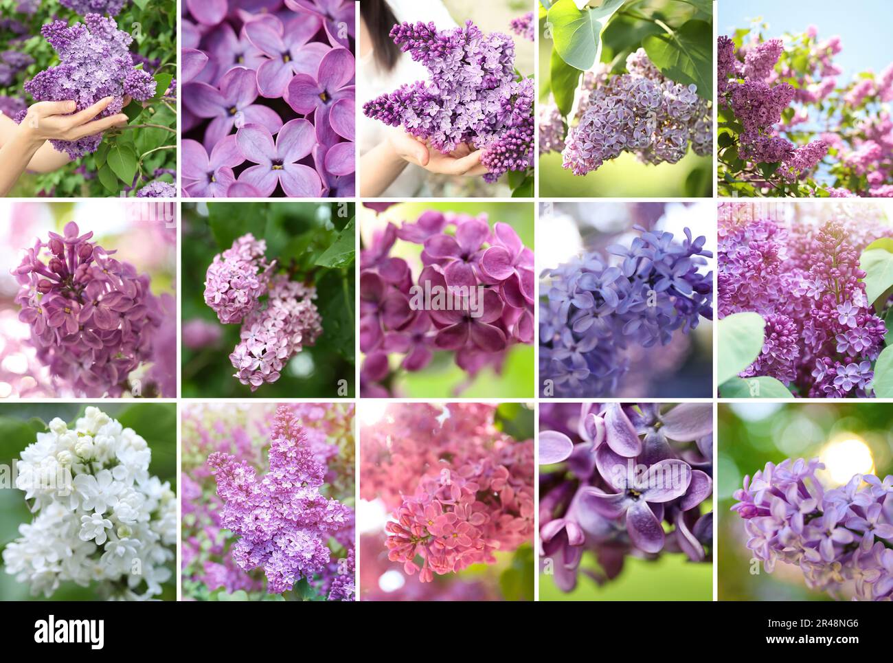 Collage with photos of beautiful lilac flowers Stock Photo - Alamy