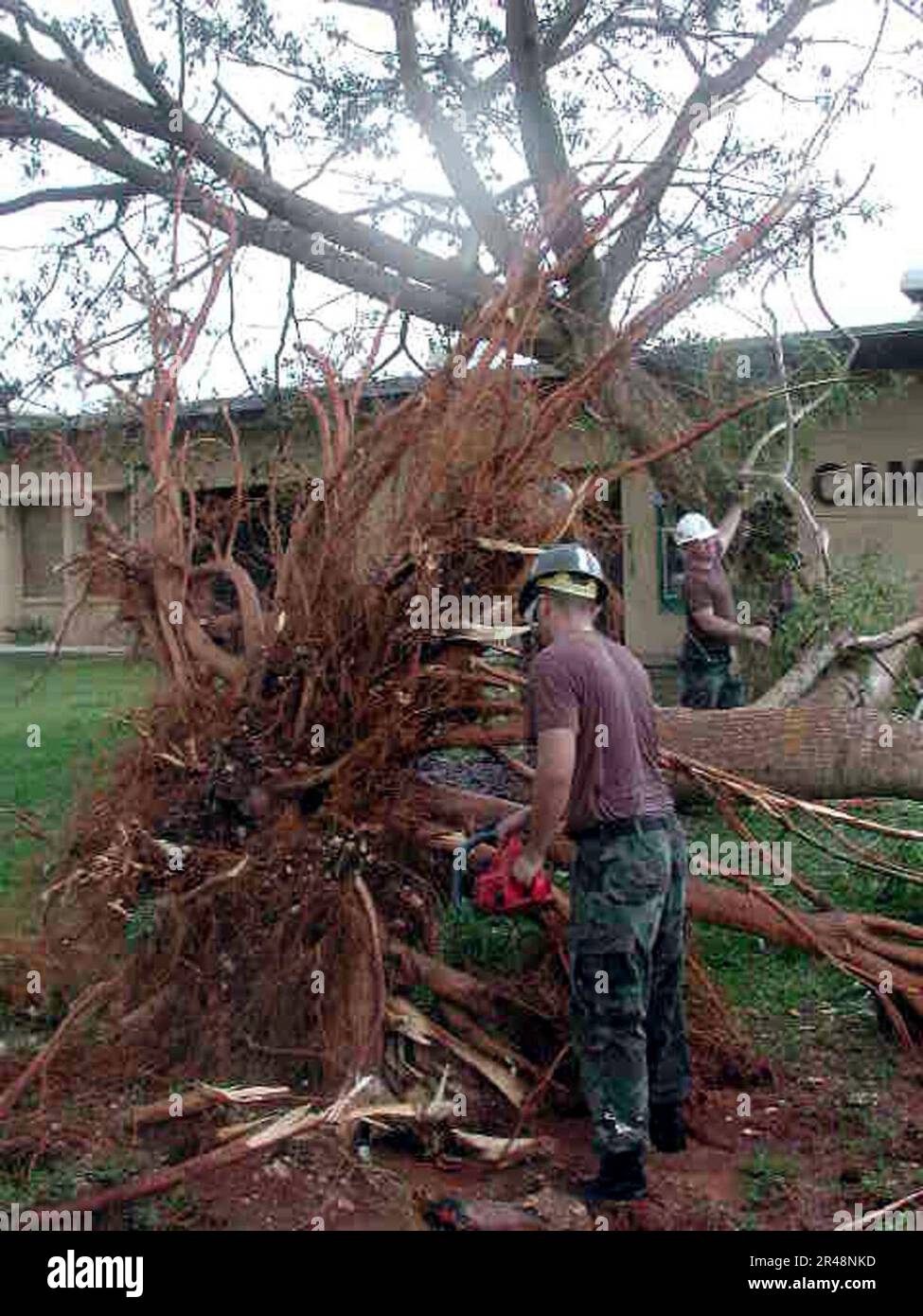 US Navy Trees blown over by Typhoon Chataan Stock Photo - Alamy