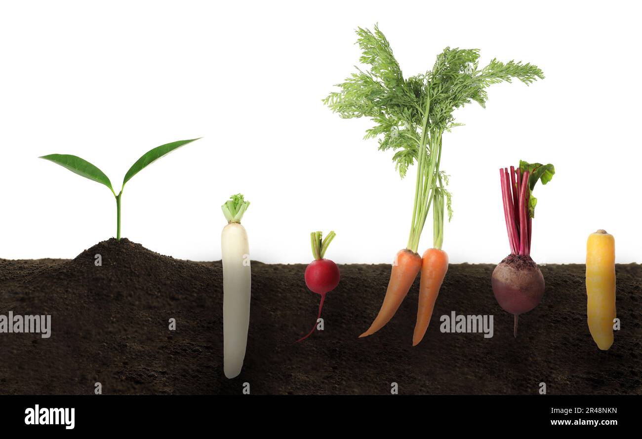 Seedling and different root vegetables growing in soil against white ...