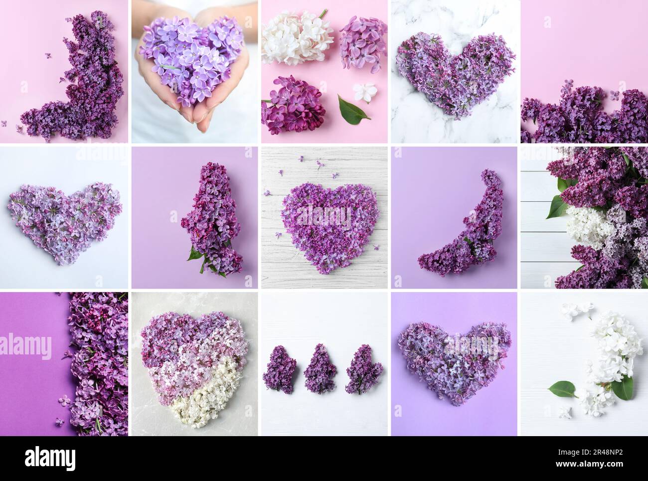 Collage with photos of beautiful lilac flowers Stock Photo - Alamy