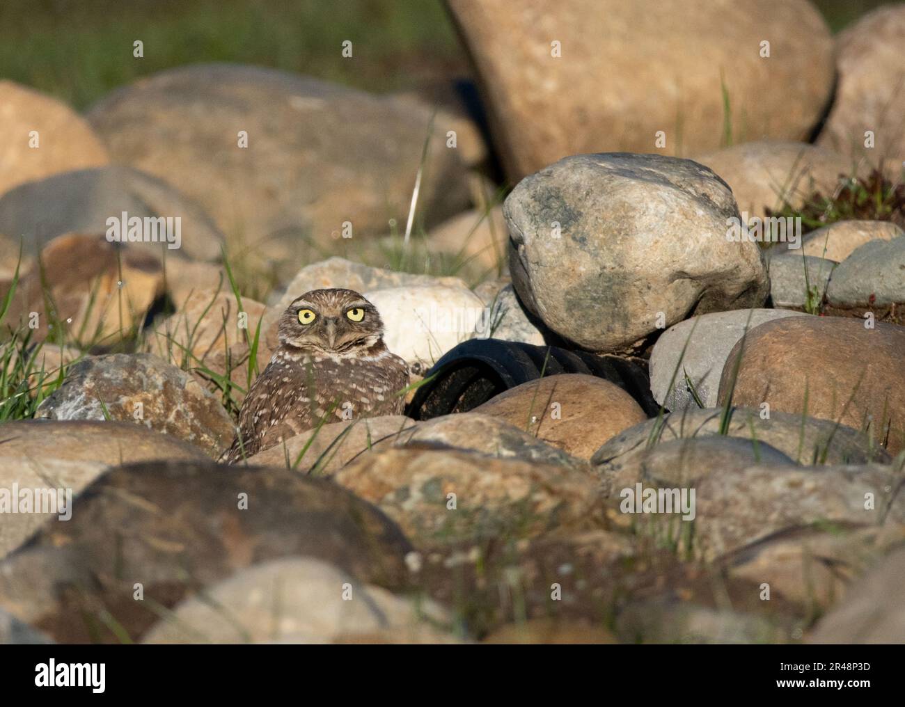 A burrowing owl surveys the surrounding area at one of two artificial ...