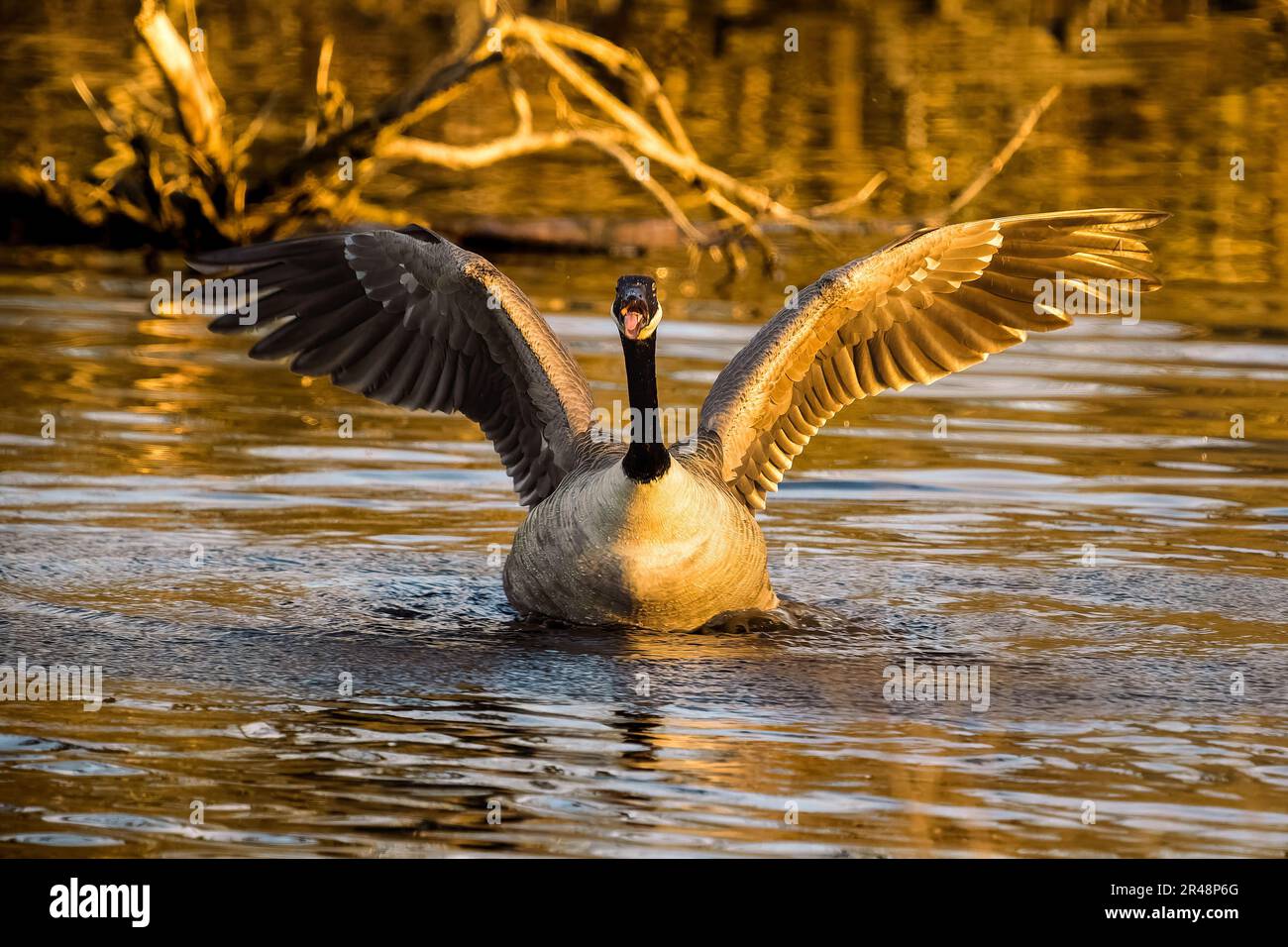 A black-necked swan (Cygnus melancoryphus) in mid-flight, its wings ...