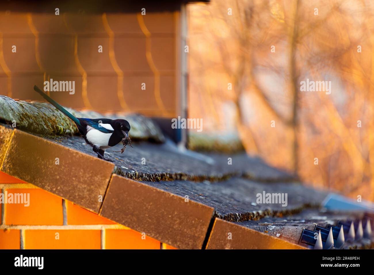 A European magpie (Pica pica) bird perched on a ledge in front of a ...