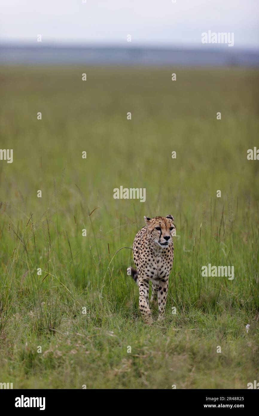 A cheetah walking through tall green grass in Masai Mara National ...