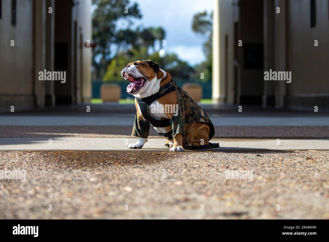 U.S. Marine Corps Cpl. Manny, the mascot of Marine Corps Recruit Depot ...