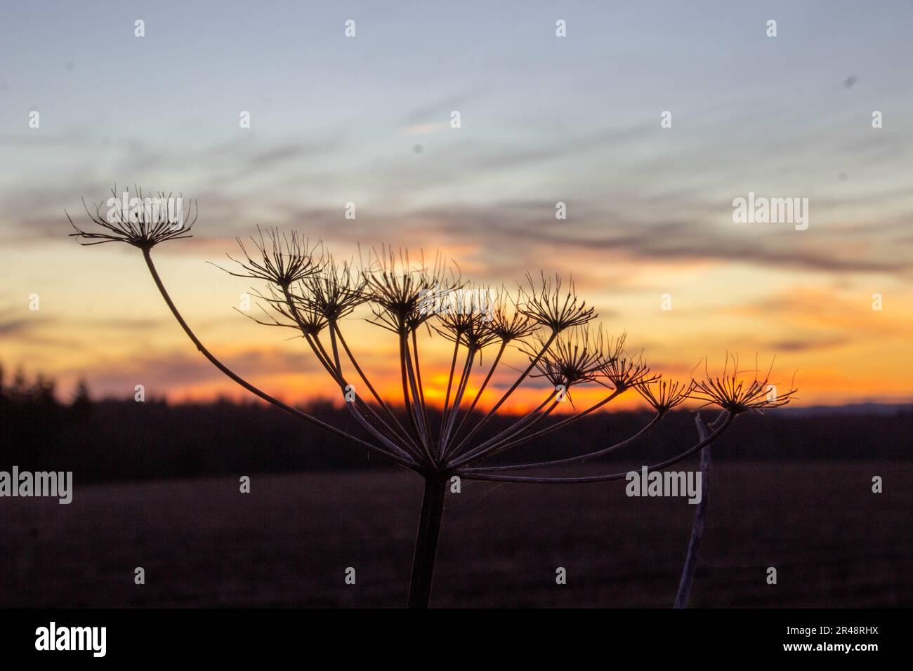 Vibrant sunrise illuminating a grassy field with clusters of bushes in ...