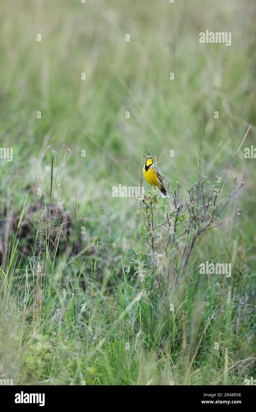 Fulleborns hi-res stock photography and images - Alamy