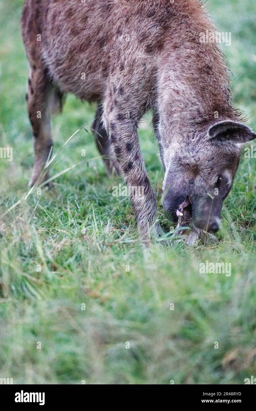 A hyena eating a bone in Masai Mara National Reserve, Kenya Stock Photo ...
