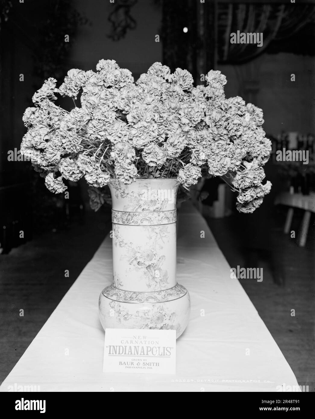 Indianapolis carnation, American Carnation Society Exhibition, Detroit ...