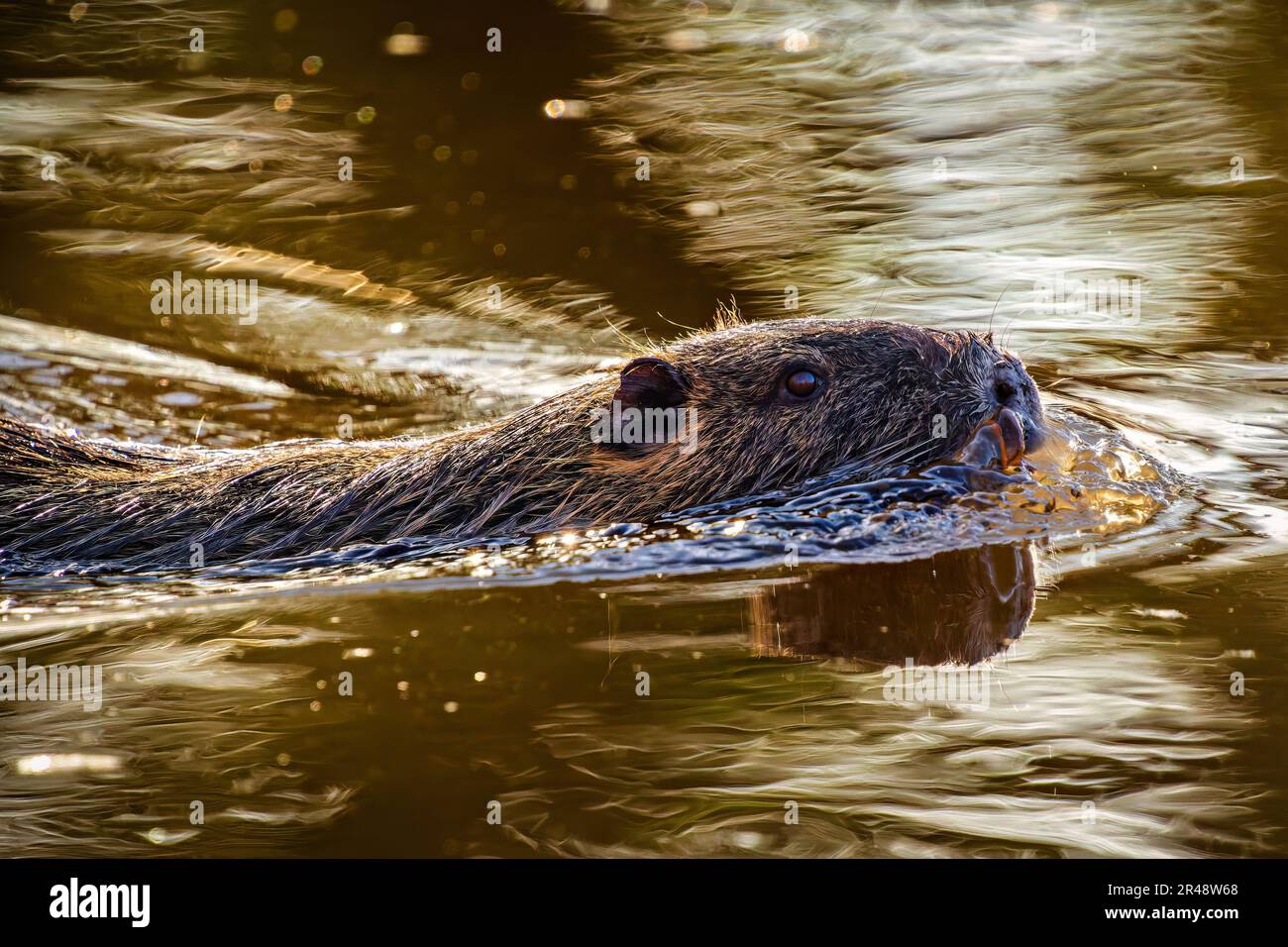 A closeup of a giant beaver swimming in a large body of water Stock ...