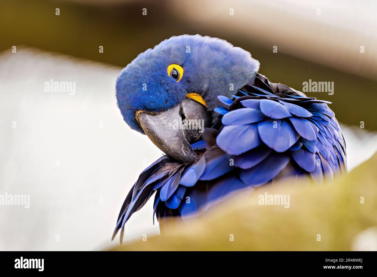 Loud macaw hi-res stock photography and images - Alamy