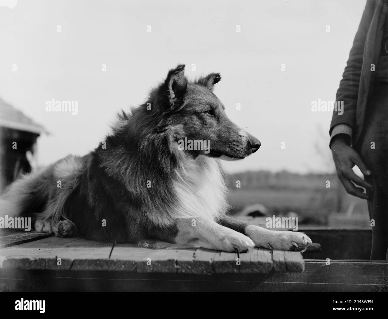 Dog with head in dog library hi-res stock photography and images - Alamy