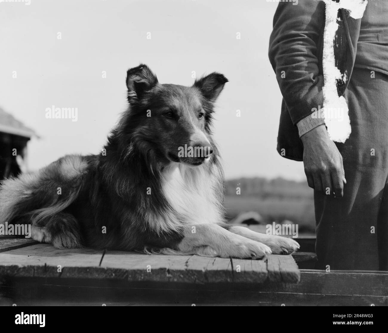 Dog with head in dog library hi-res stock photography and images - Alamy